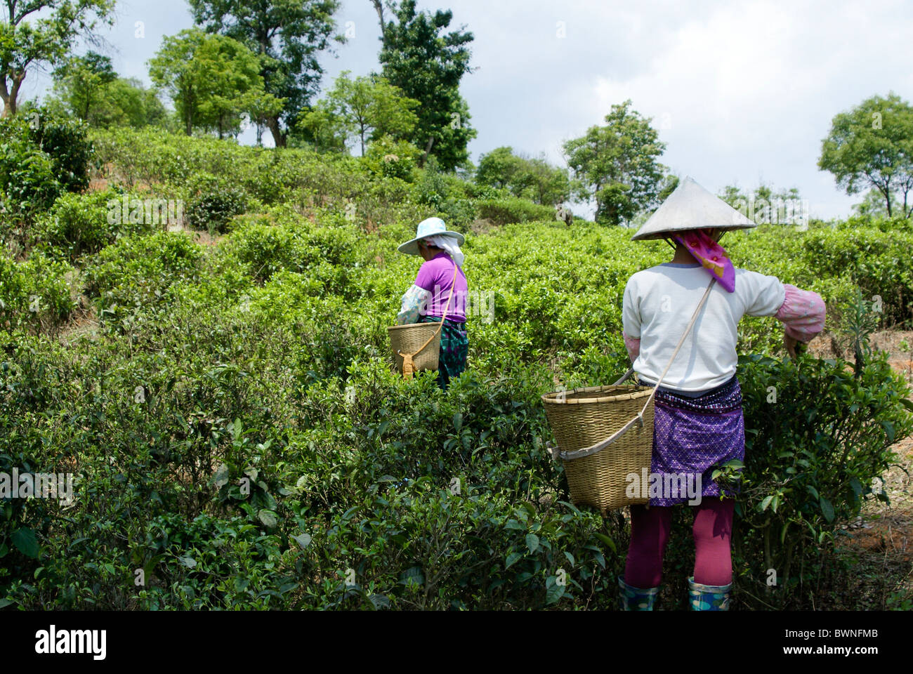 Women picking tea leaves, Xishuangbanna, Yunnan, China Stock Photo - Alamy
