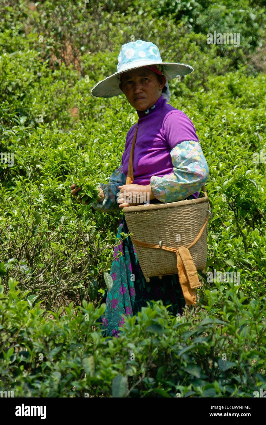 Woman picking tea leaves, Xishuangbanna, Yunnan, China Stock Photo - Alamy