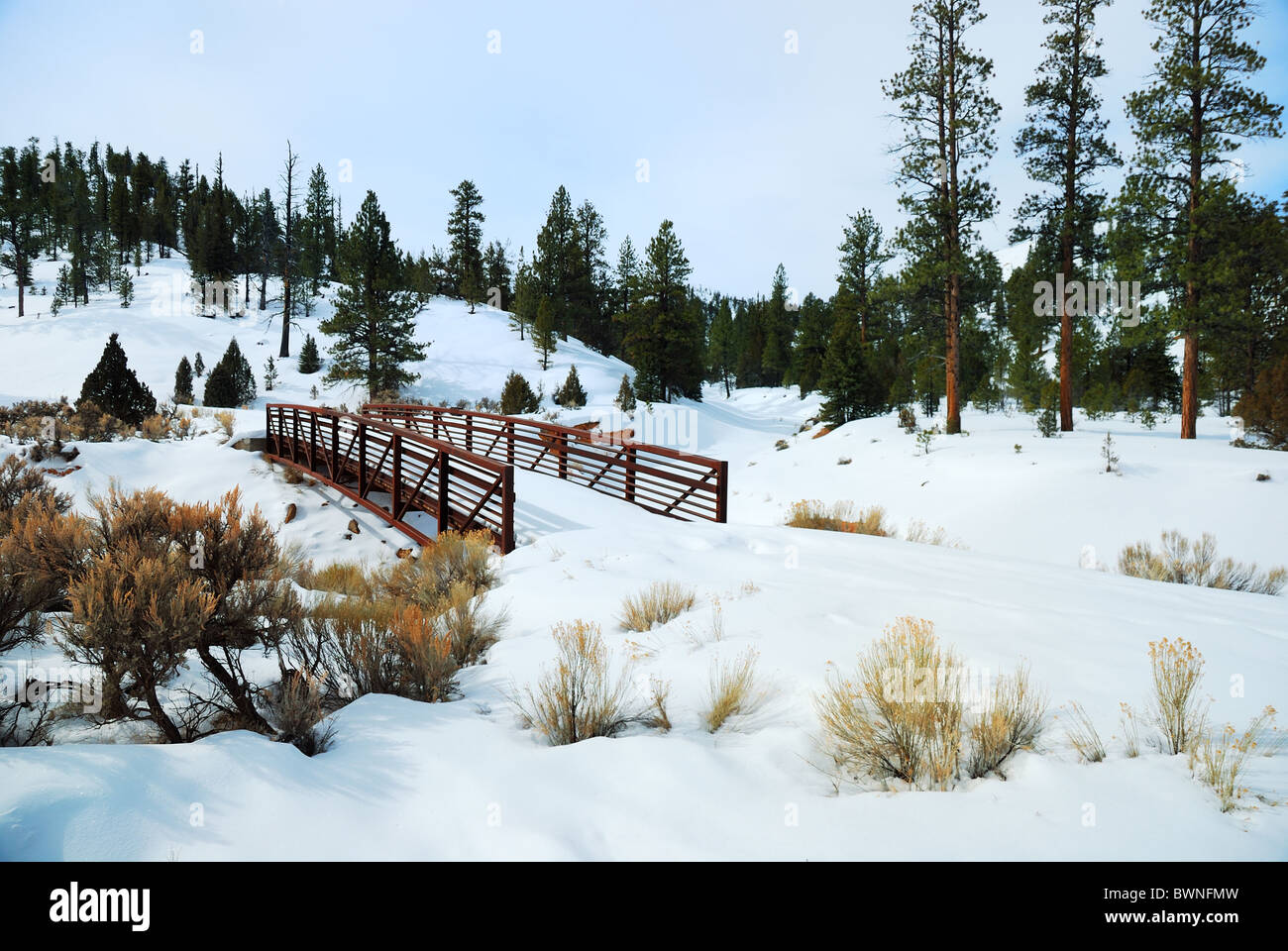 Winter snow field trees hi-res stock photography and images - Alamy