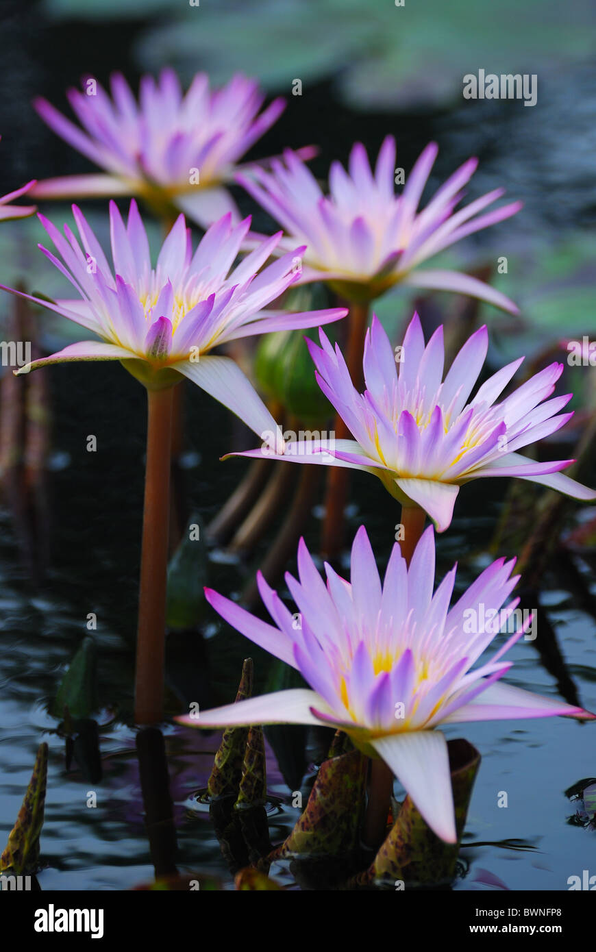 Water Lily in water with lovely pink color Stock Photo - Alamy