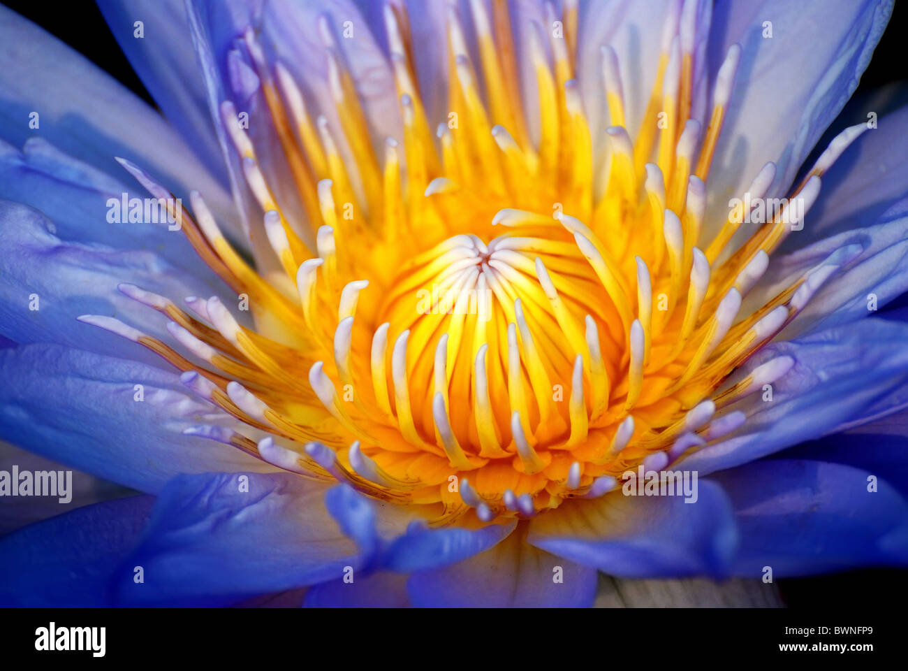 Blue water lily hi-res stock photography and images - Alamy