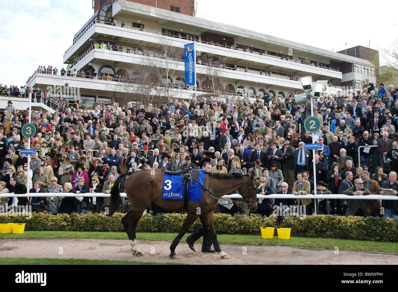 Racehorse in the parade ring on the second day of Cheltenham Races ...
