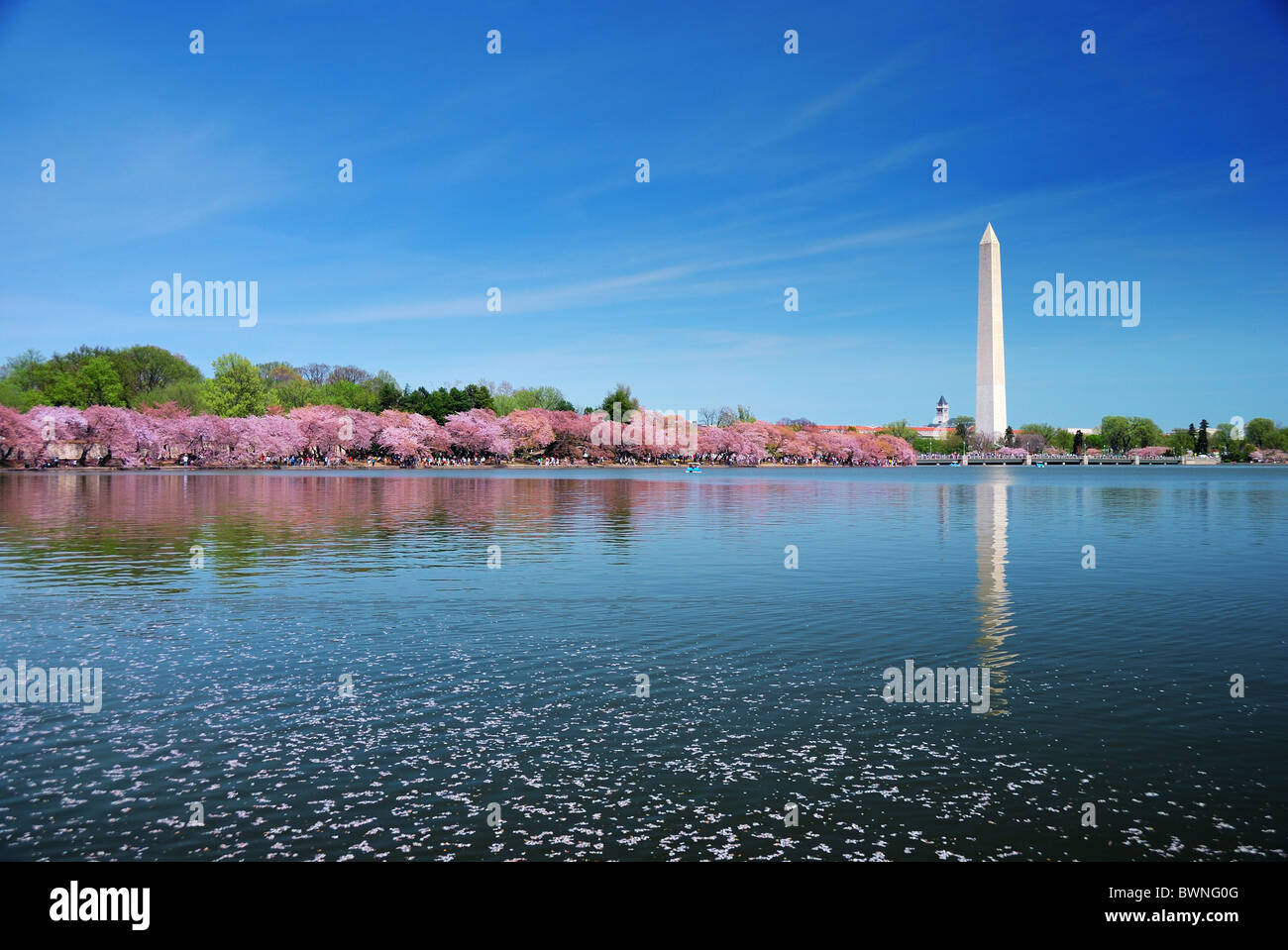 Cherry blossom over water hi-res stock photography and images - Alamy