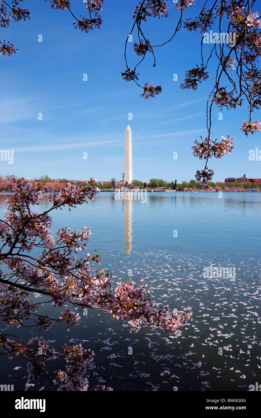 Cherry blossom and Washington monument over lake, Washington DC Stock ...