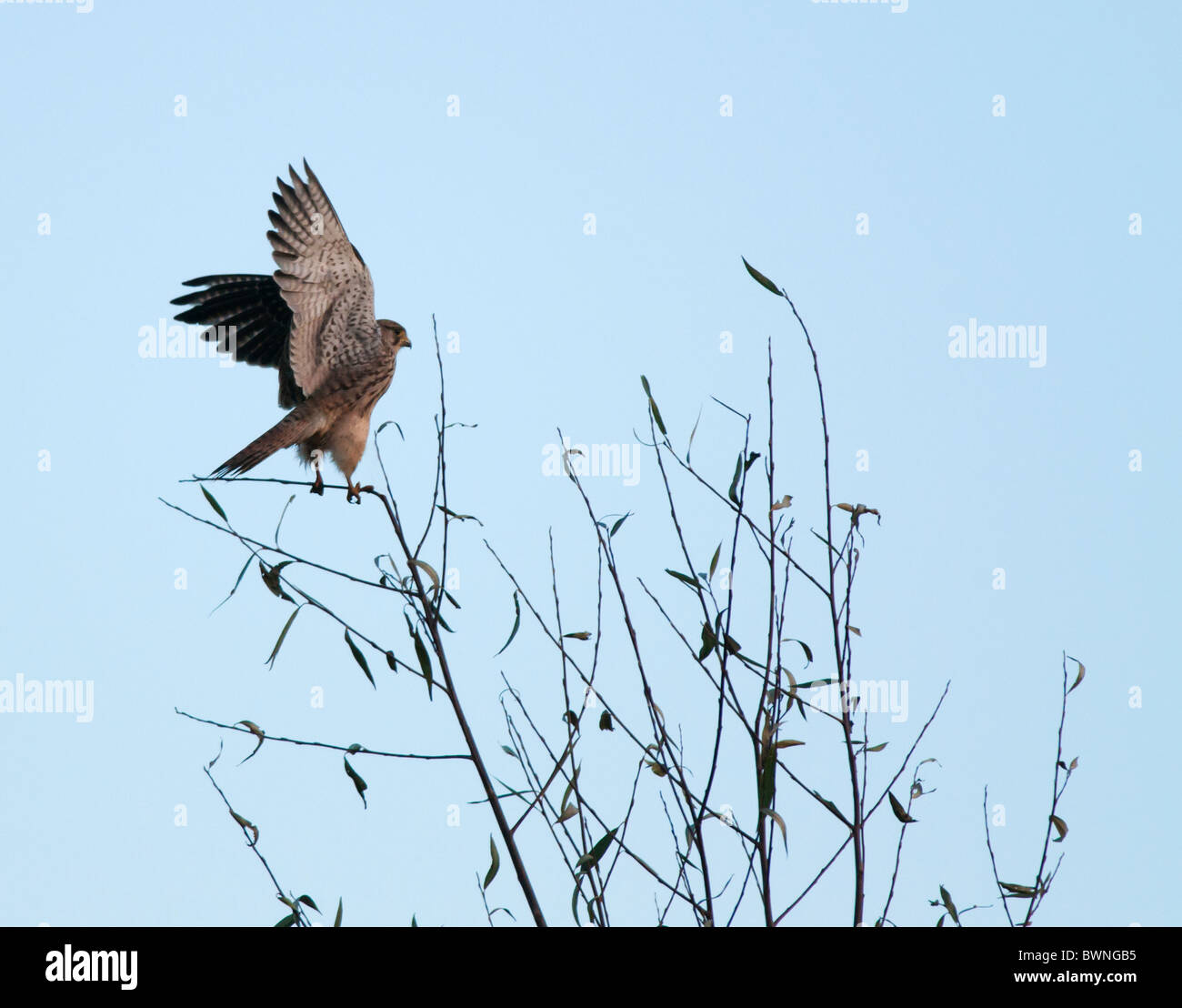 Wild Kestrel landing in tree Stock Photo - Alamy