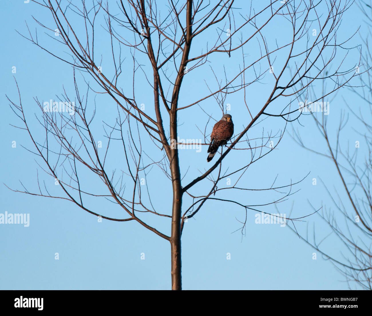 Wild chestnut tree in hi-res stock photography and images - Alamy