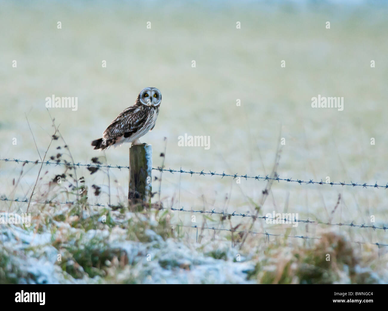 Wild Short Eared Owl perched on wooden fence post in Leicestershire ...