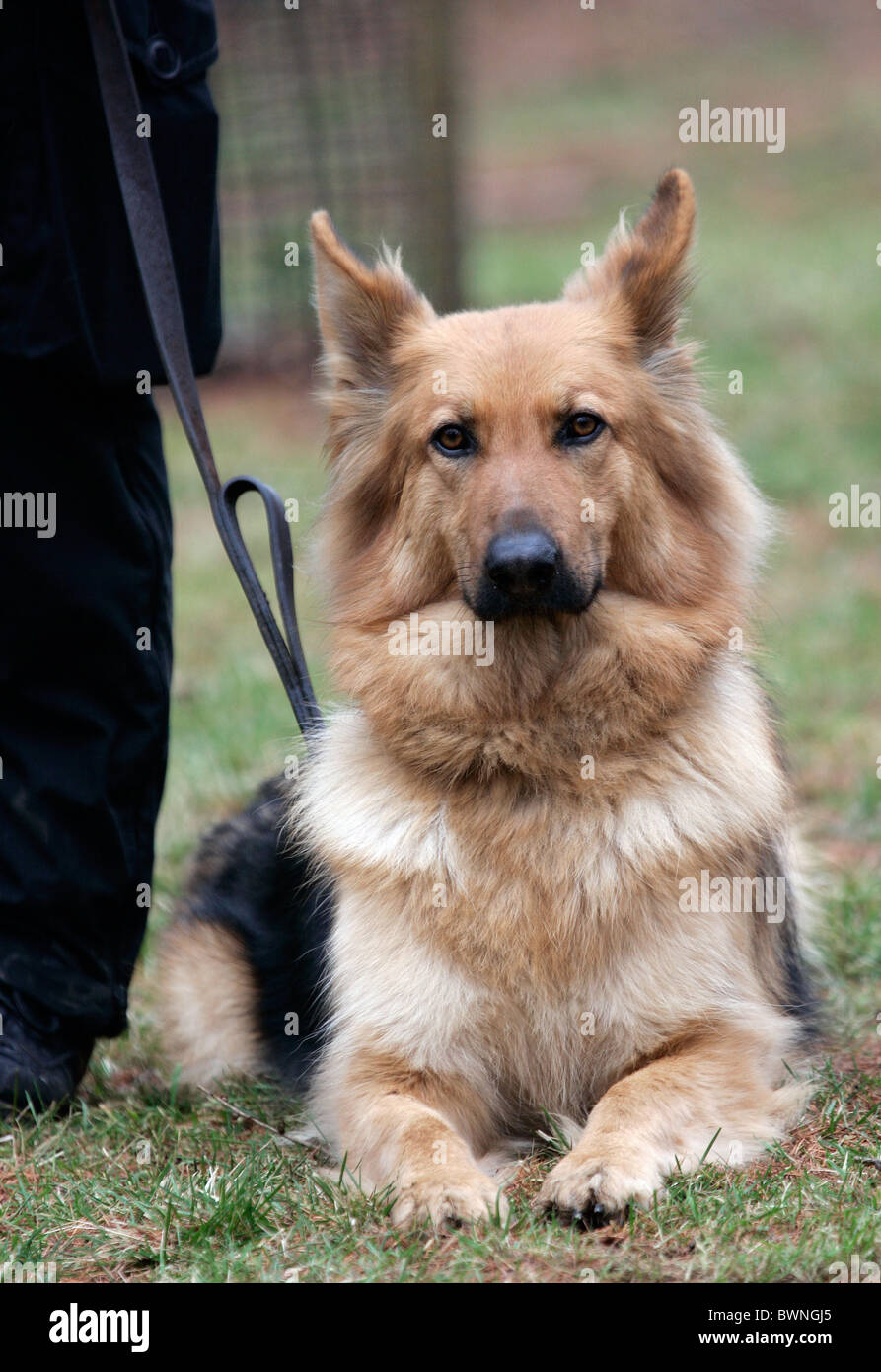 German Shepherd Police dog Stock Photo - Alamy