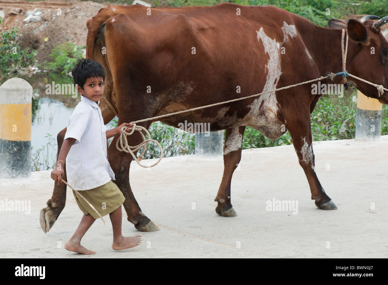Indian Cow With Child Images
