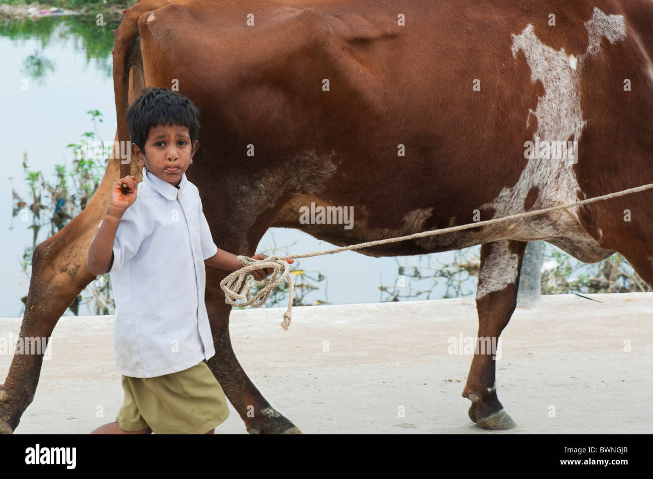 Indian Boy And Cow Stock Photos & Indian Boy And Cow Stock Images - Alamy