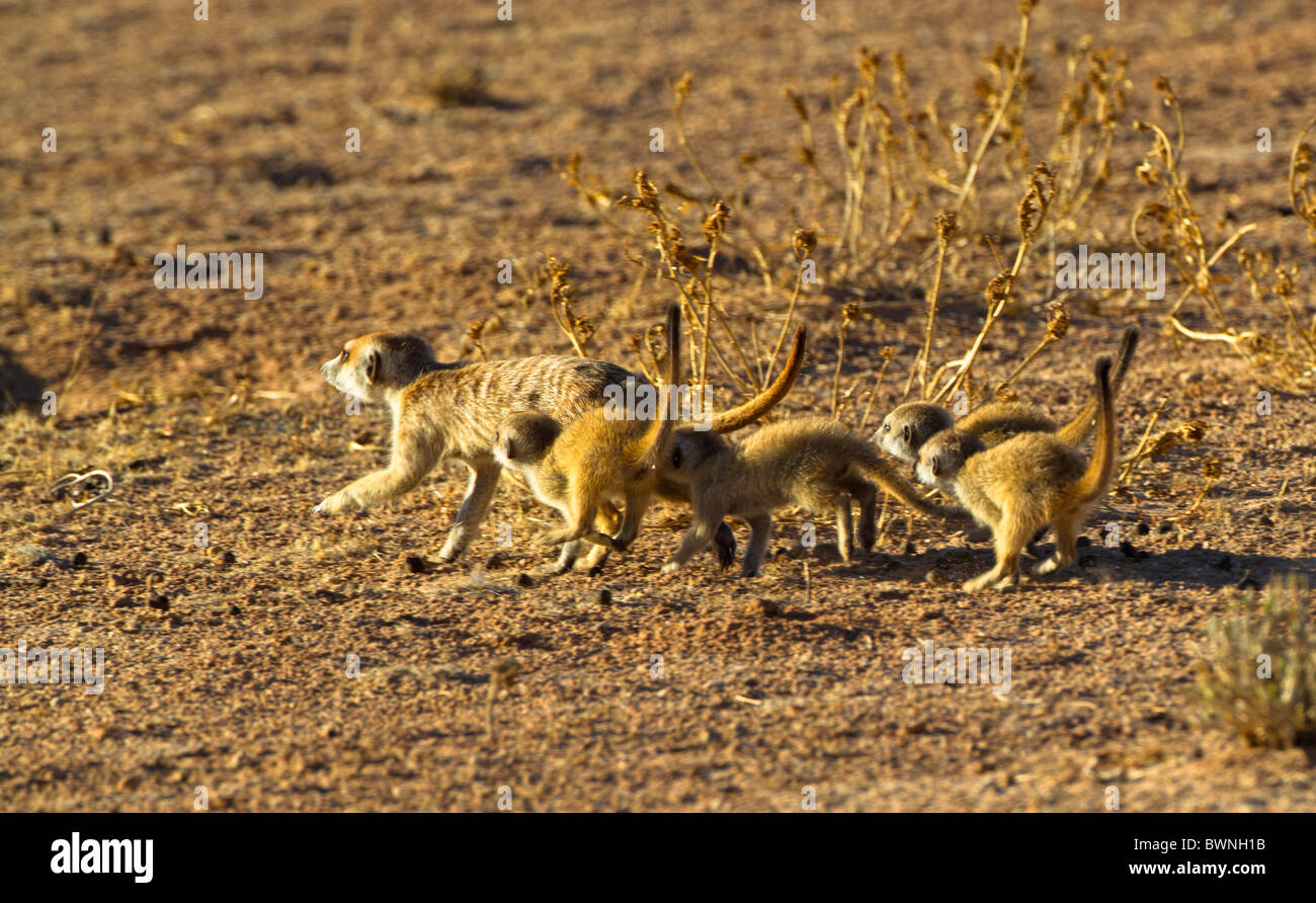 Running youngsters hi-res stock photography and images - Alamy