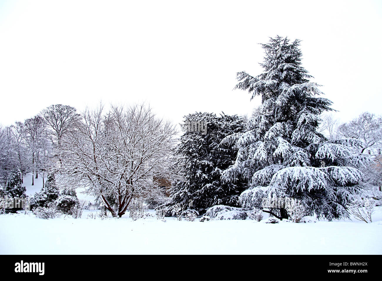 Rarely seen overnight snow blankets the trees in the village of ...