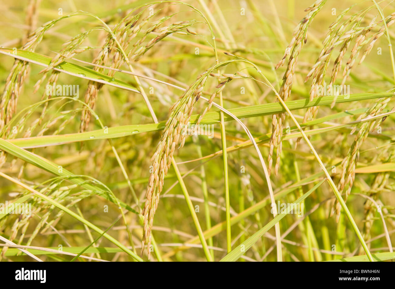 Ripe Thai Jasmine Rice on a rice field in Thailand. Shallow depth of ...