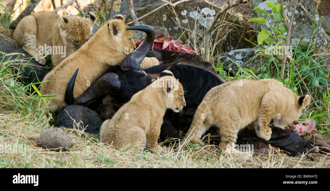 Lion cubs, Masai Mara, Kenya, Africa Stock Photo - Alamy