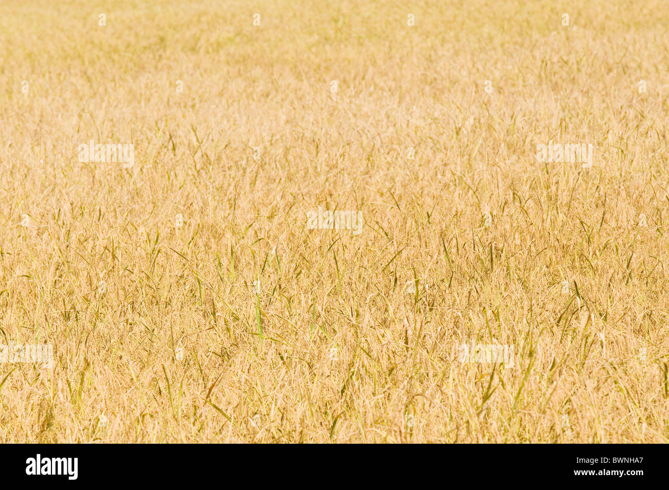 Ripe rice field in Thailand. Shallow depth of field with the lower part ...