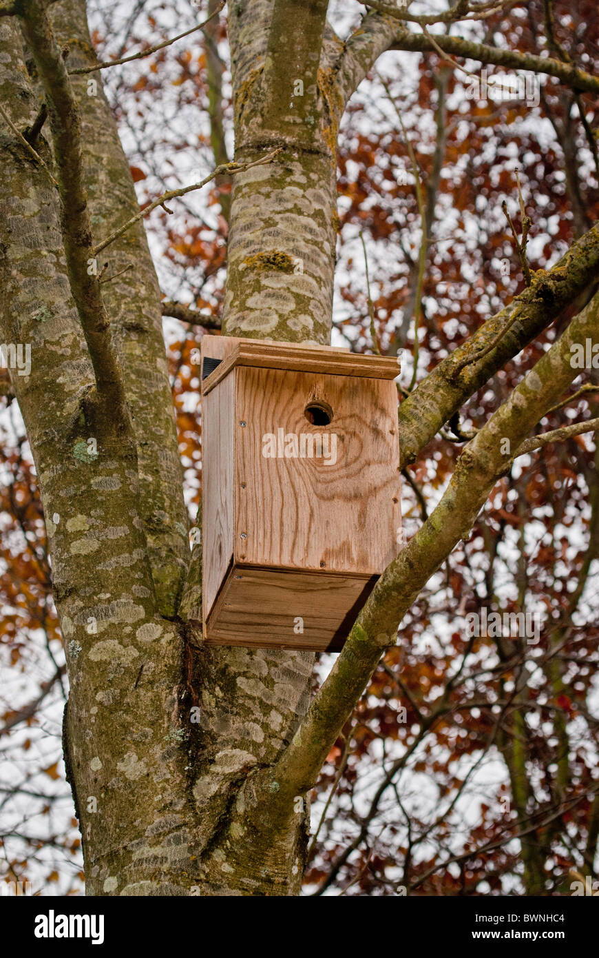 Bird box in tree Stock Photo - Alamy
