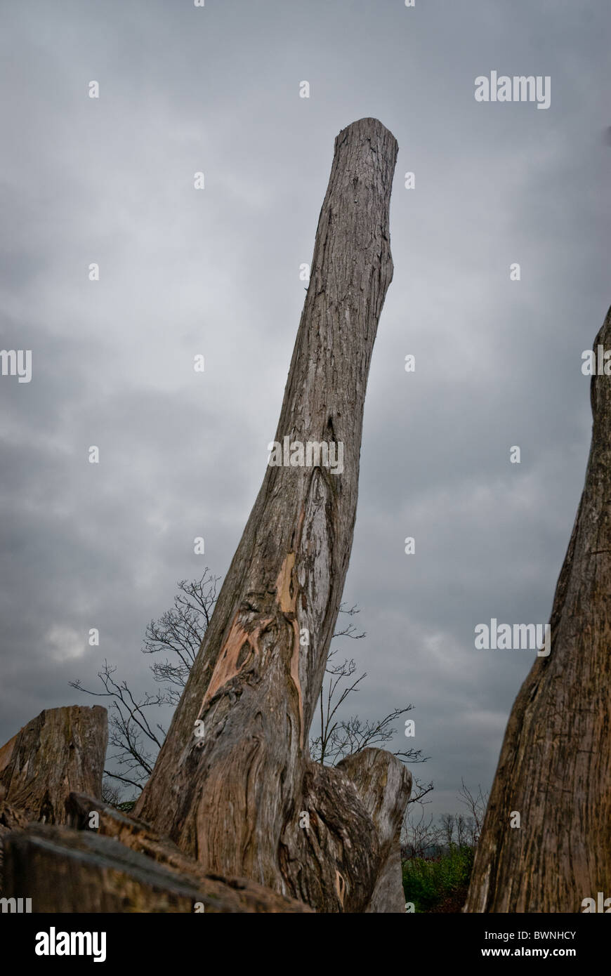 Branchless dead tree hi-res stock photography and images - Alamy