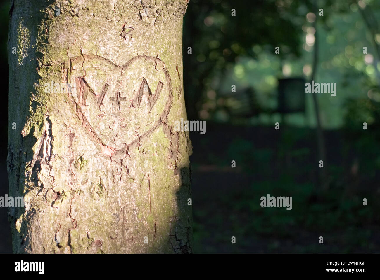 Love heart carved oak tree hi-res stock photography and images - Alamy
