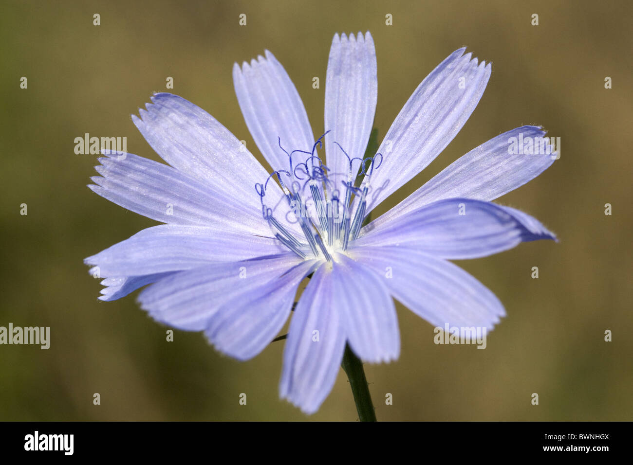 Closeup of the flower of Chicory (Cichorium intibus Stock Photo - Alamy