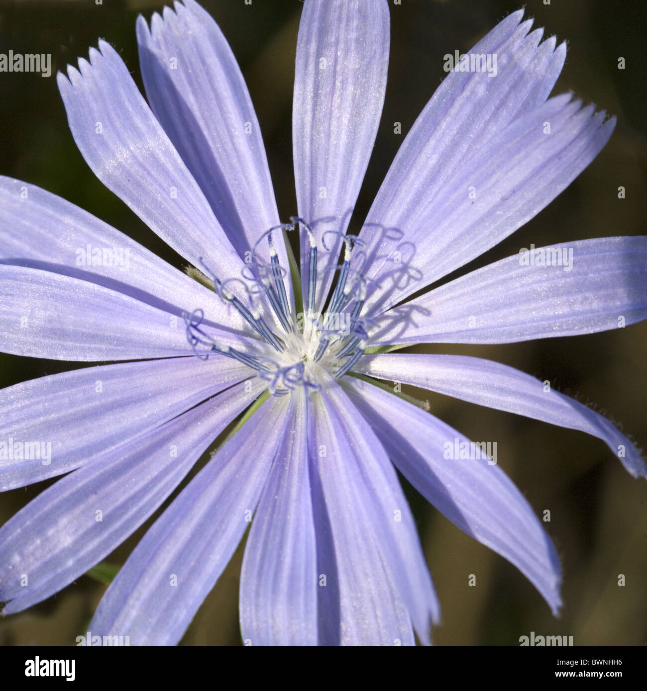 Closeup of the flower of Chicory (Cichorium intibus Stock Photo - Alamy