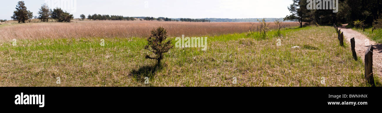 Panorama from a single tree in the landscape Stock Photo - Alamy