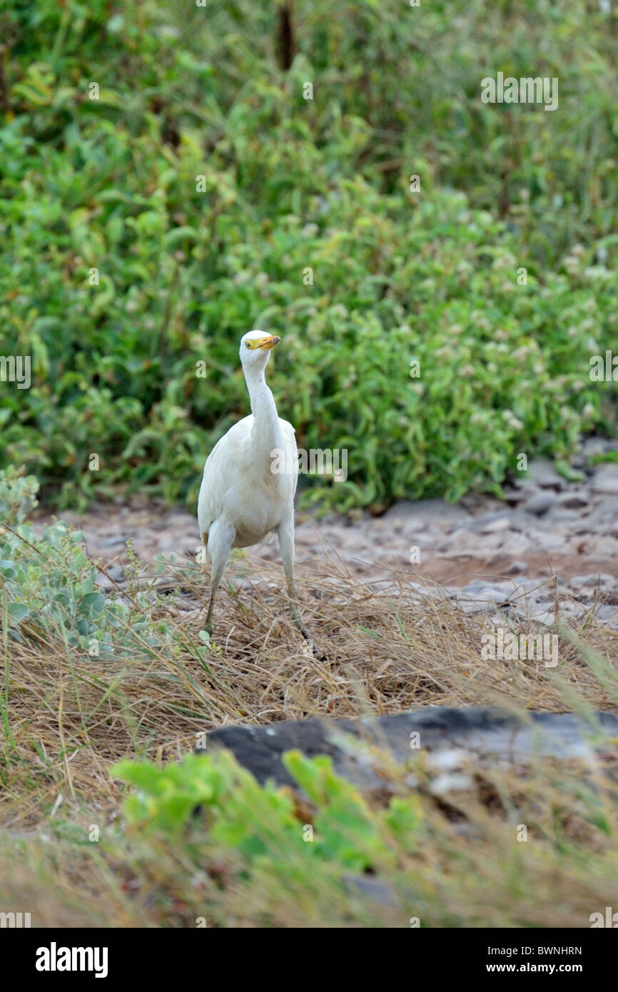 Isla egret hi-res stock photography and images - Alamy