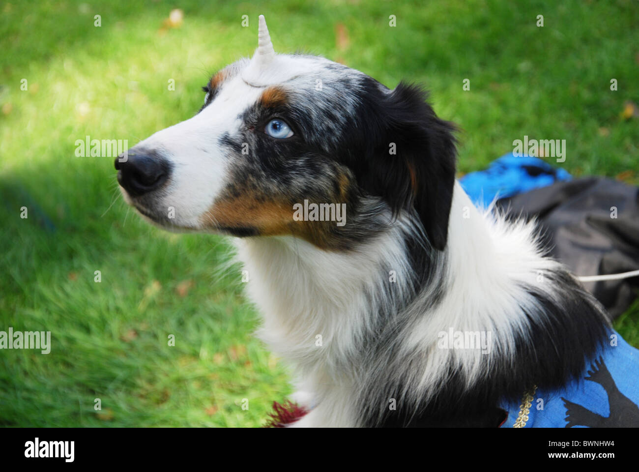 colorful sheepdog with horn at Cosplay festival Stock Photo - Alamy