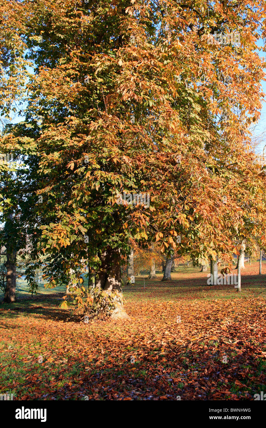 Autumn, the season of falling leaves and the end of Summer Stock Photo ...