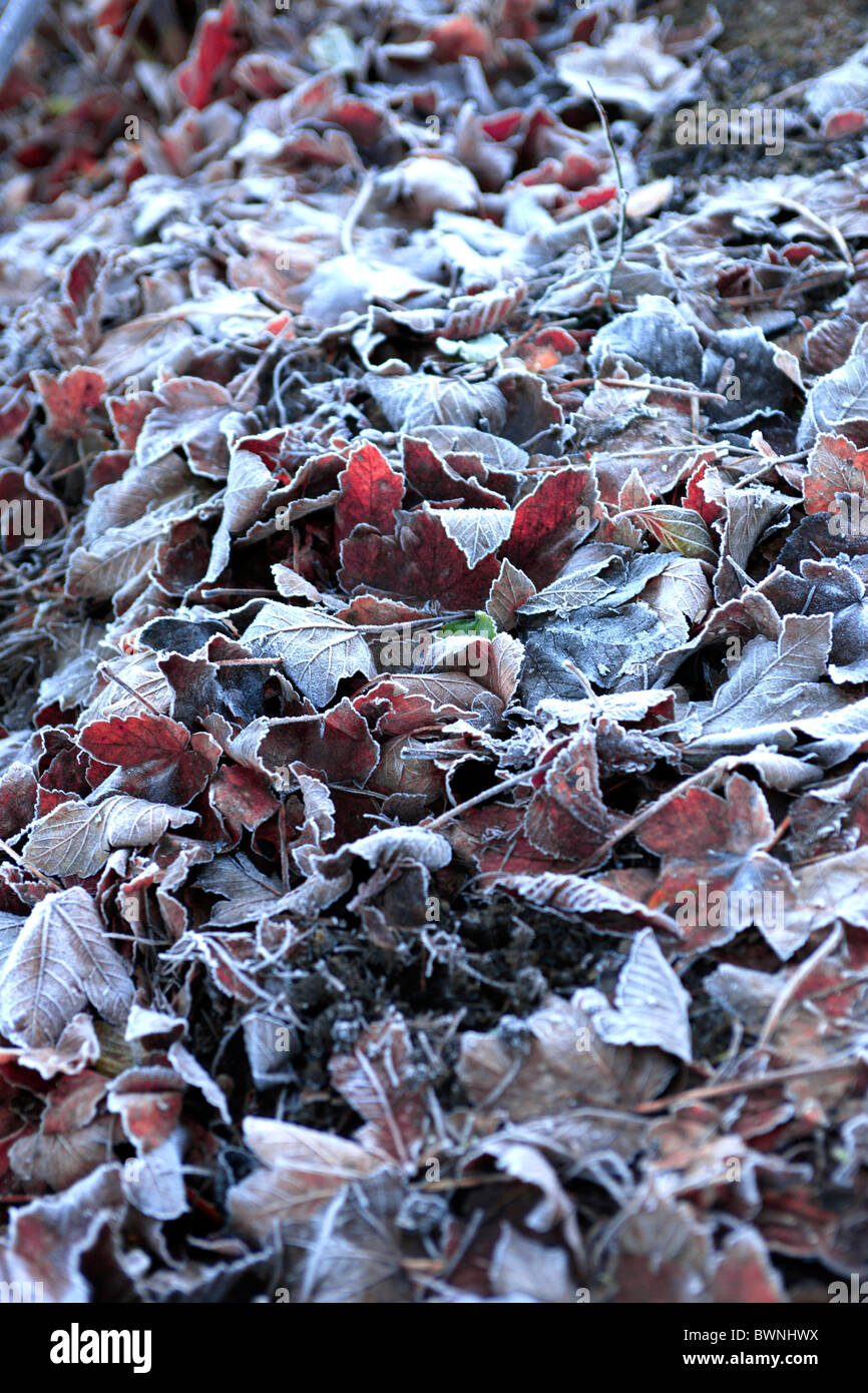 Fallen leaves of Autumn covered in a heavy frost as the first signs of ...