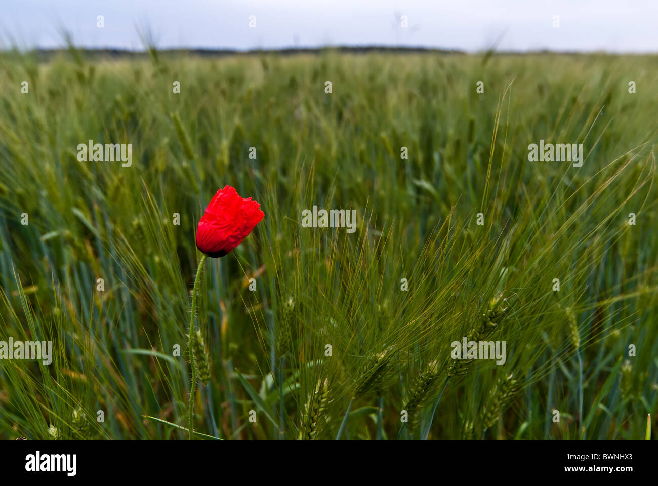 Poppy flower in field sun hi-res stock photography and images - Alamy