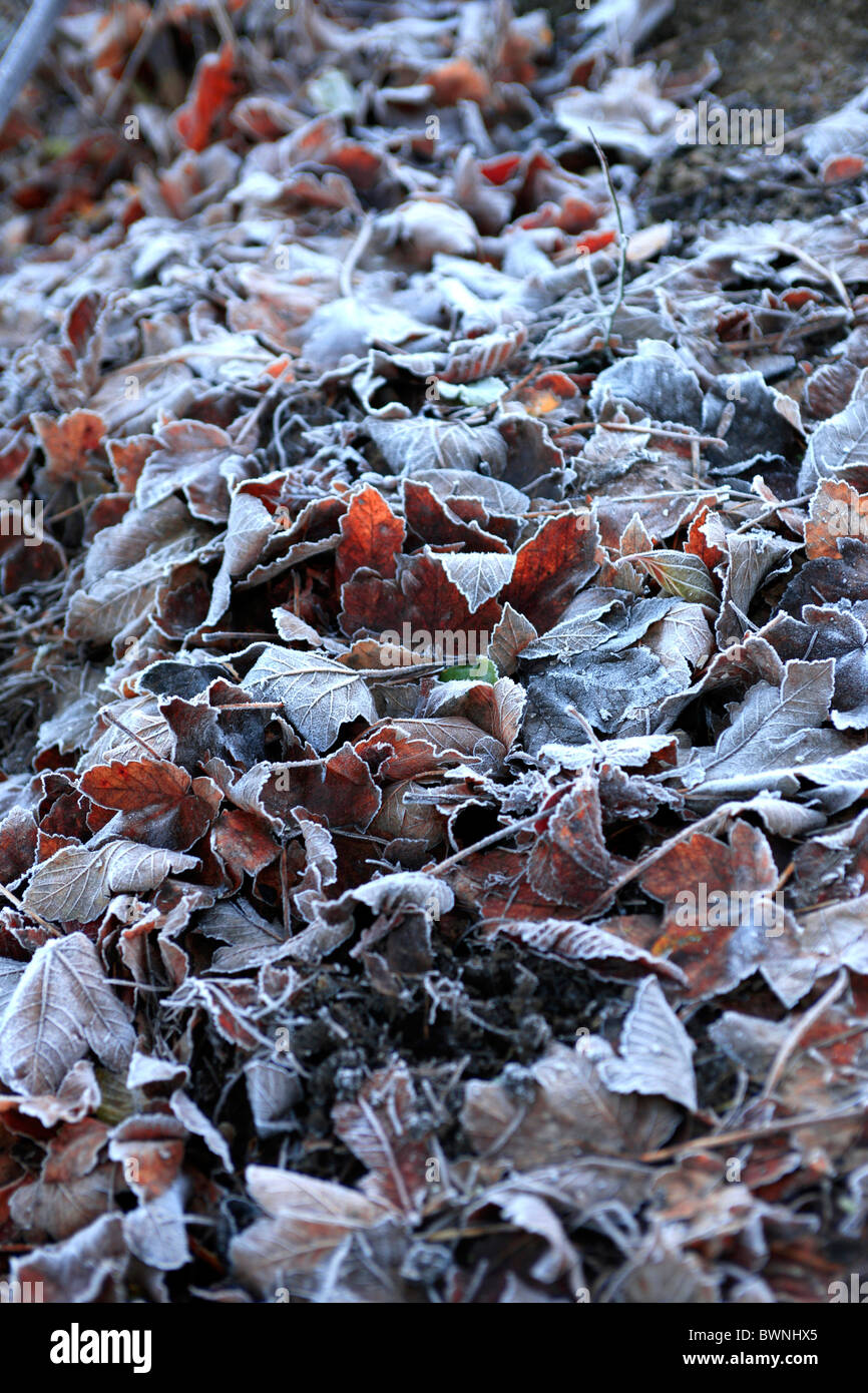 Fallen leaves of Autumn covered in a heavy frost as the first signs of ...