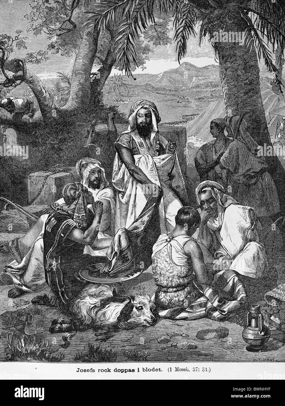 Josephs Coat Stock Photos & Josephs Coat Stock Images - Alamy