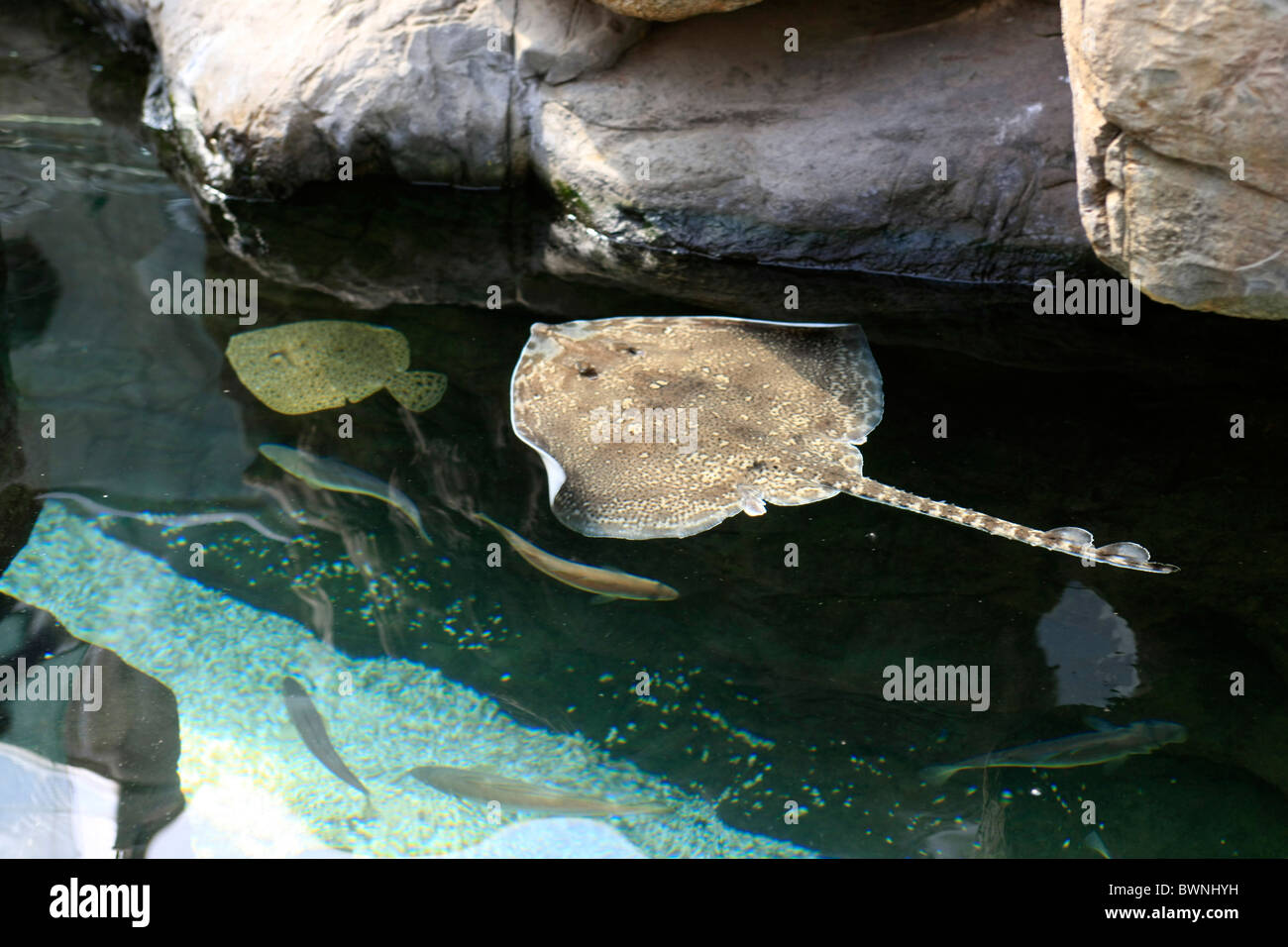 Flat fish exhibits hi-res stock photography and images - Alamy