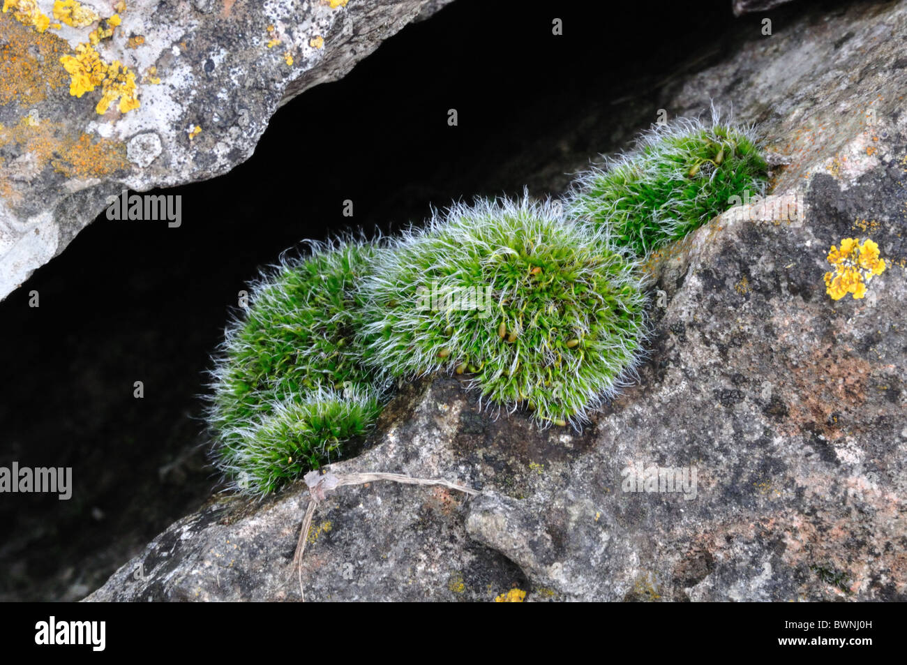 Green moss grey rock hi-res stock photography and images - Alamy