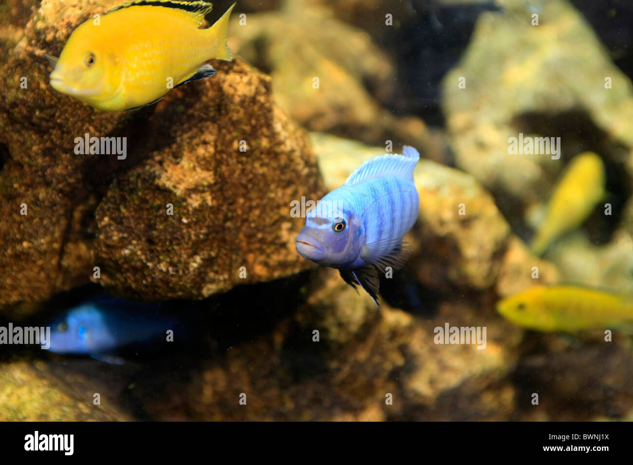 Electric Yellow and blue Cichlid Reef fish. Also known as Lemon Lab or ...