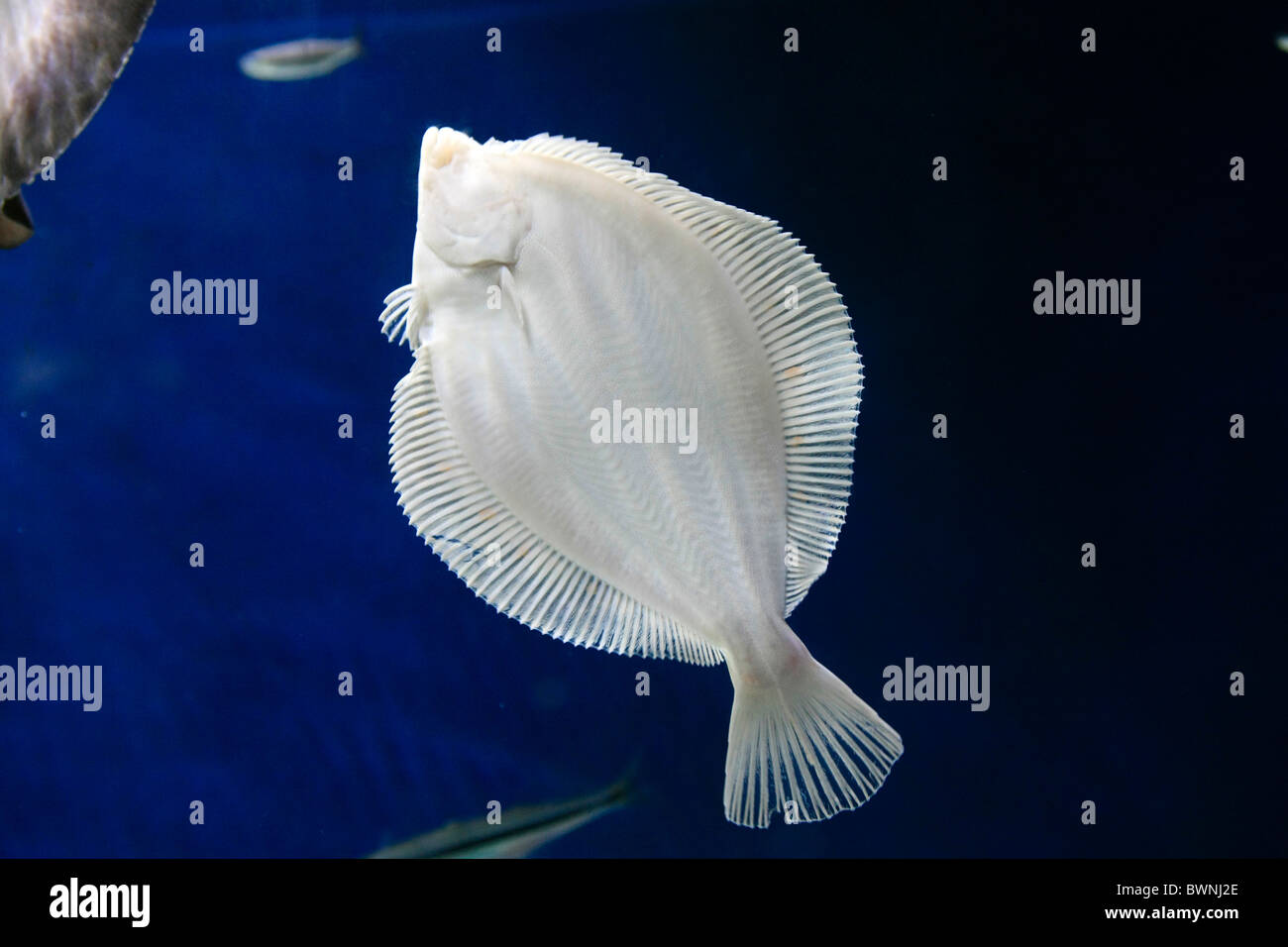 Plaice flat fish in British waters Stock Photo - Alamy