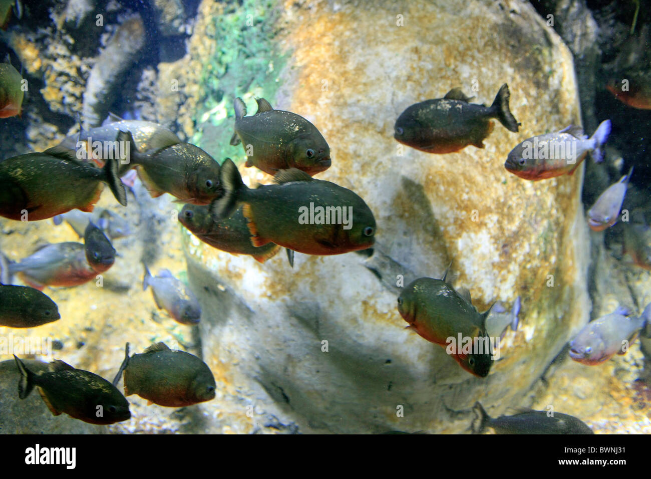 Red Belly Piranha fish. Famous for being carnivorous fishes abundant in ...