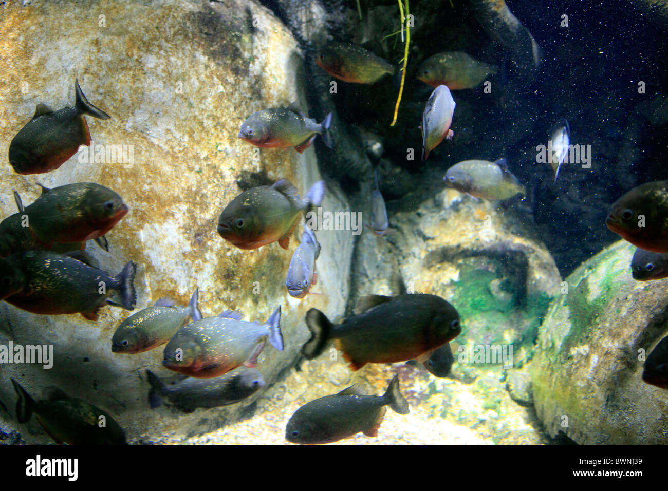 Red Belly Piranha fish. Famous for being carnivorous fishes abundant in ...