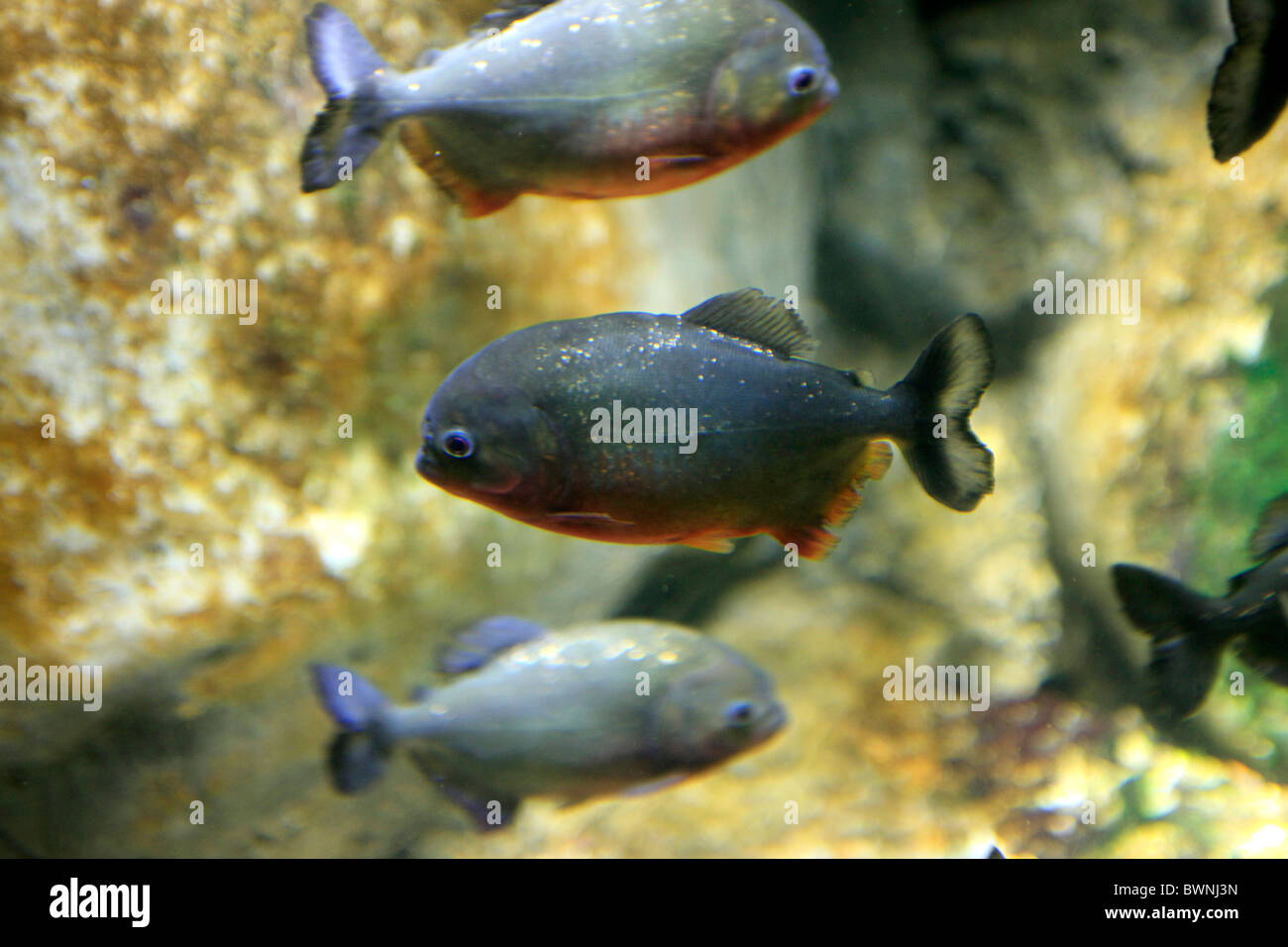 Red Belly Piranha fish. Famous for being carnivorous fishes abundant in ...