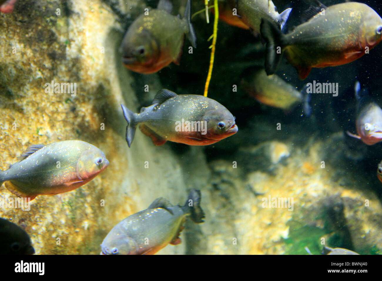 Red Belly Piranha fish. Famous for being carnivorous fishes abundant in ...
