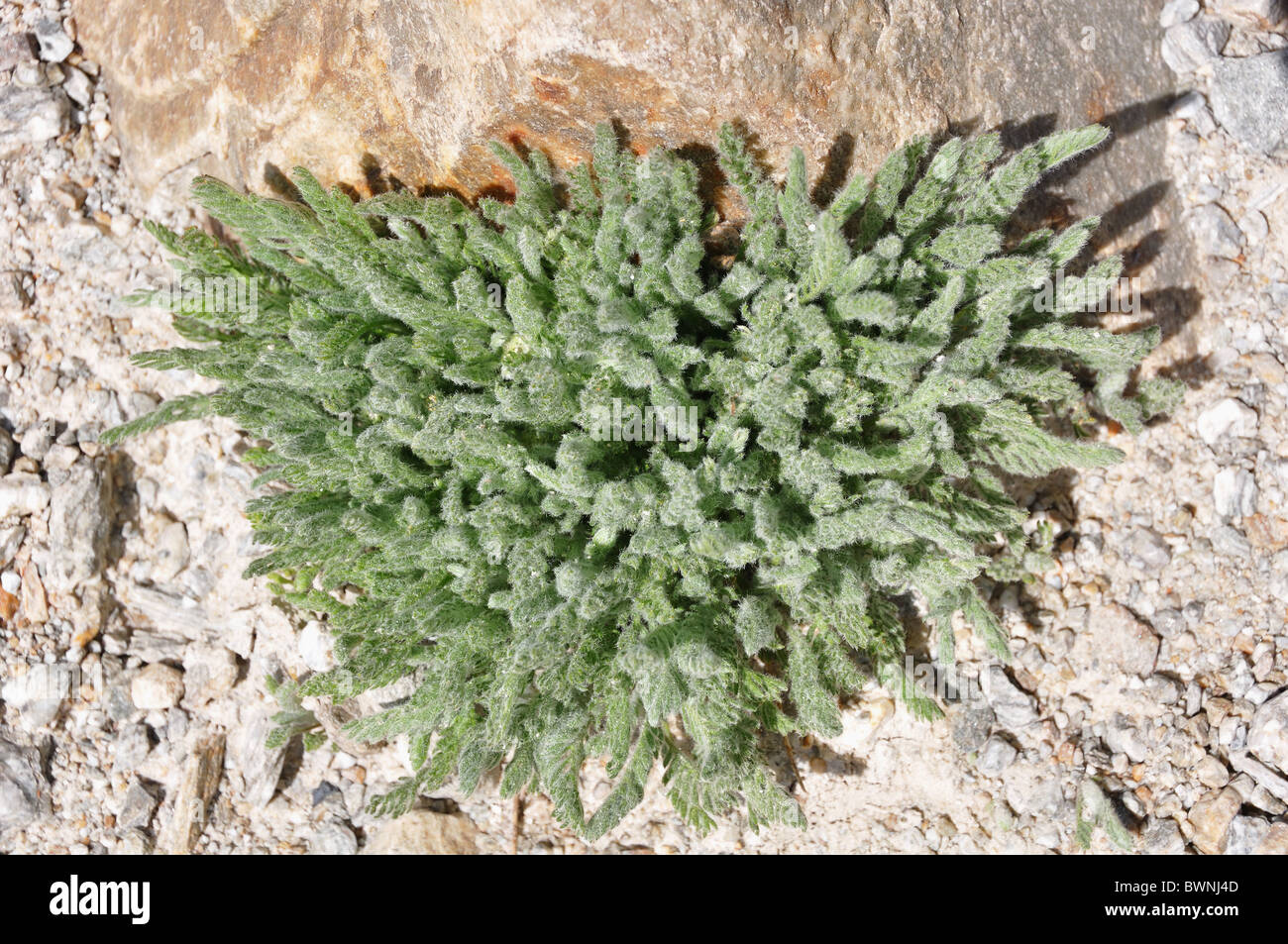 wild plant growing on a moraine of gran paradiso national park Stock ...