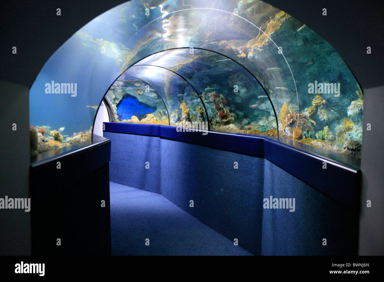 Walk through aquarium tunnel underwater hi-res stock photography and ...