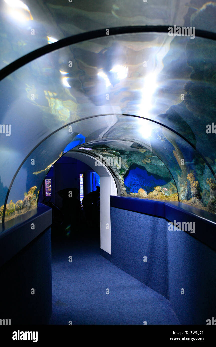The underwater walk-through tunnel through the reef, from inside a ...
