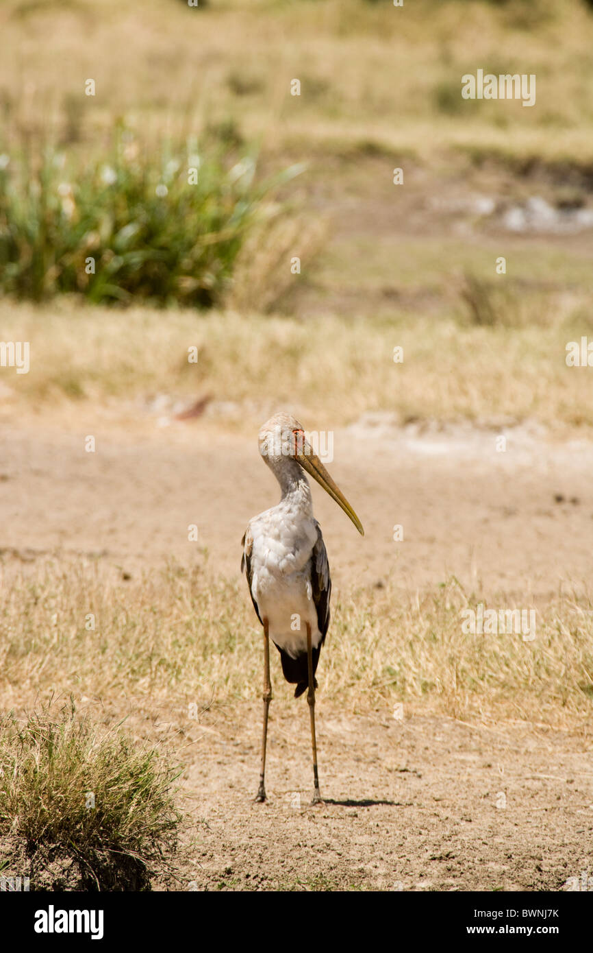 Yellow Billed Stork in the Masai Mara, Kenya Stock Photo - Alamy