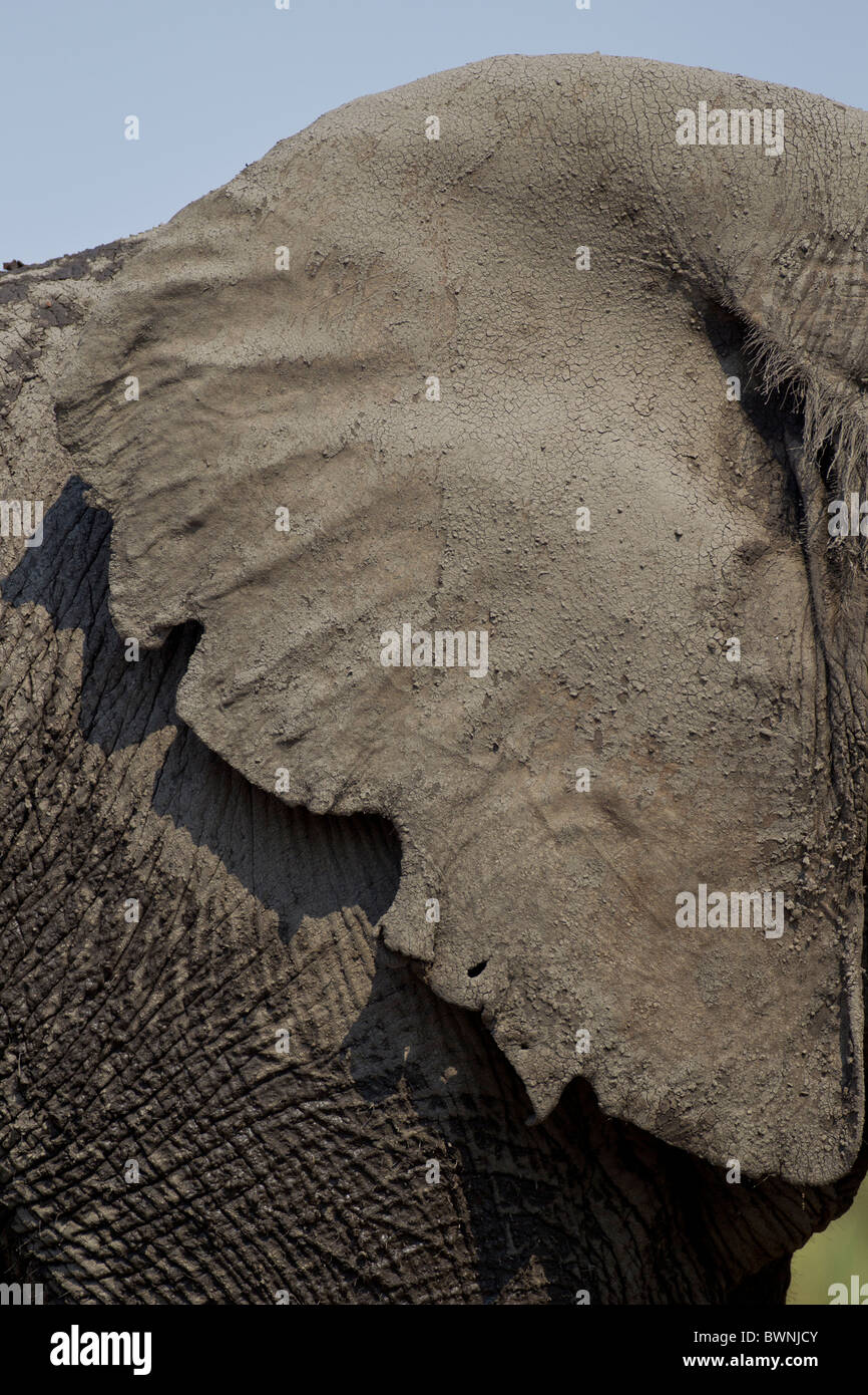 Ear of an african elephant (loxodonta africana). The photo was taken in ...