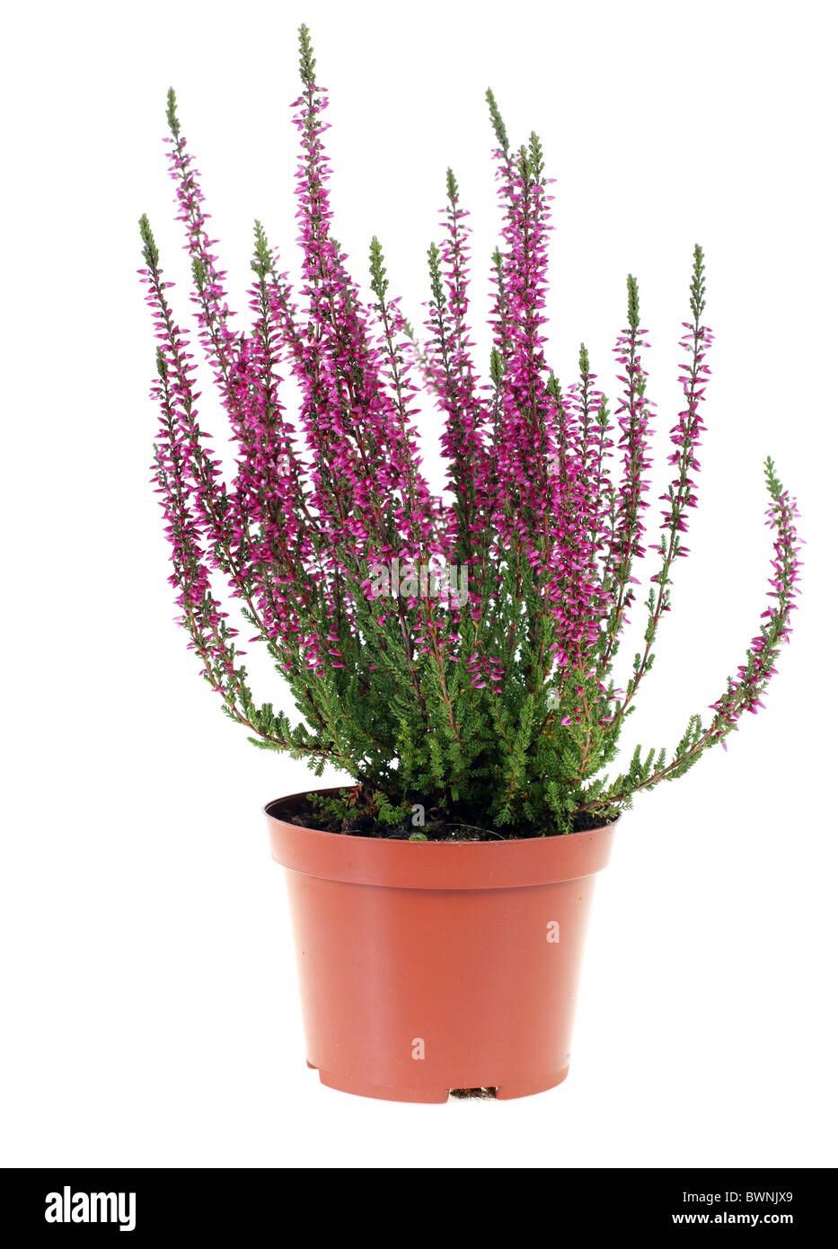 Heather plant Cut Out Stock Images & Pictures - Alamy