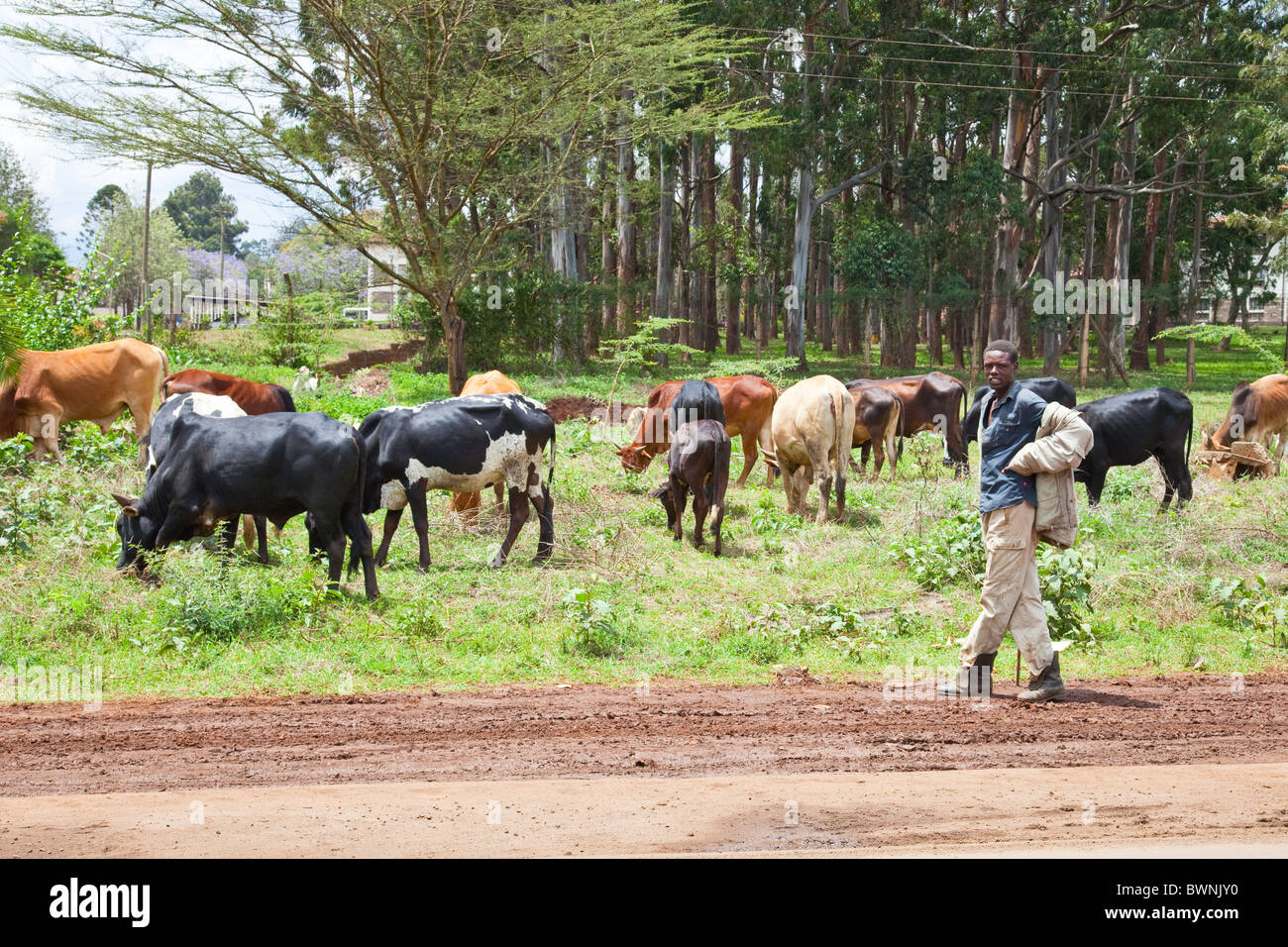 Man herding cattle hi-res stock photography and images - Alamy
