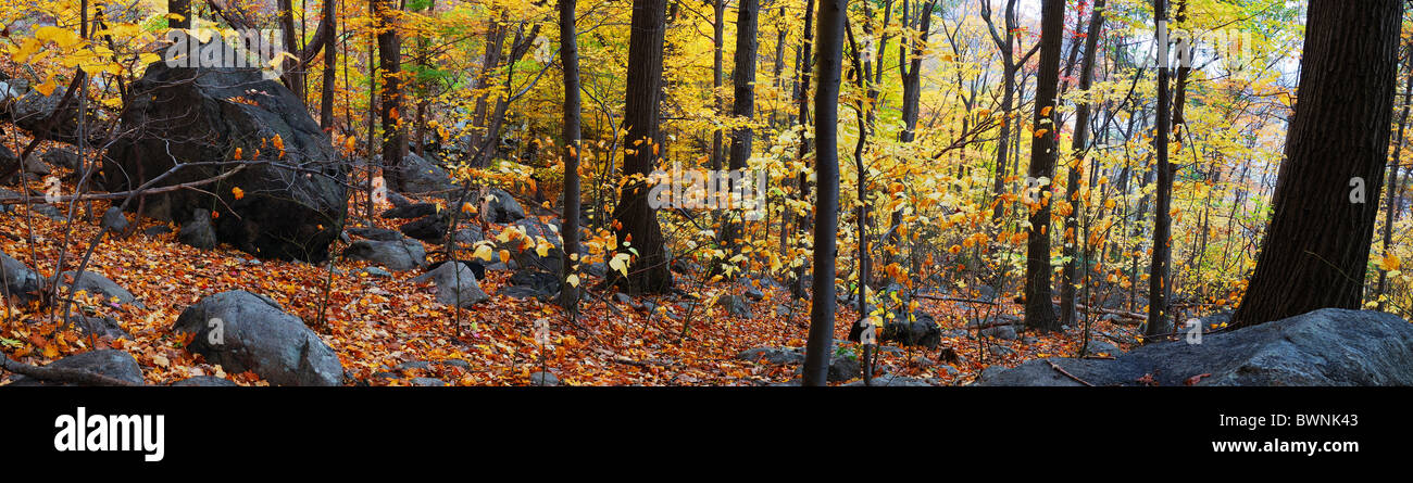 Autumn woods panorama with colorful trees and rocks in forest Stock ...