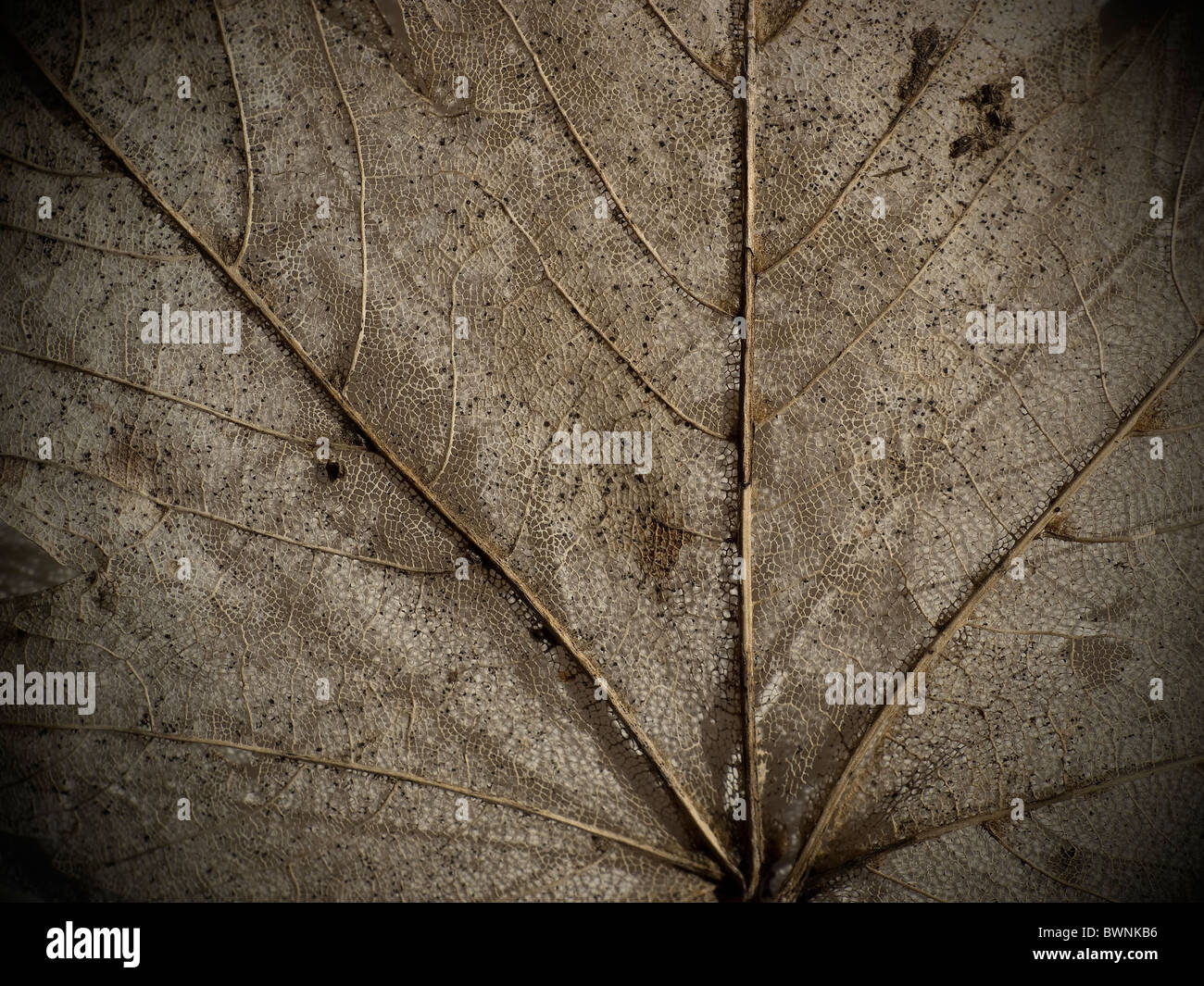 dry leaf close up Stock Photo - Alamy