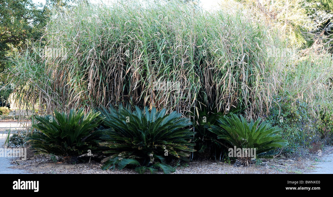 Grove growth hi-res stock photography and images - Alamy
